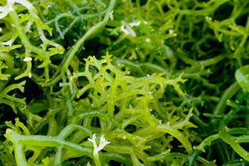Bulung - The Typical Balinese Food Made From Seaweed