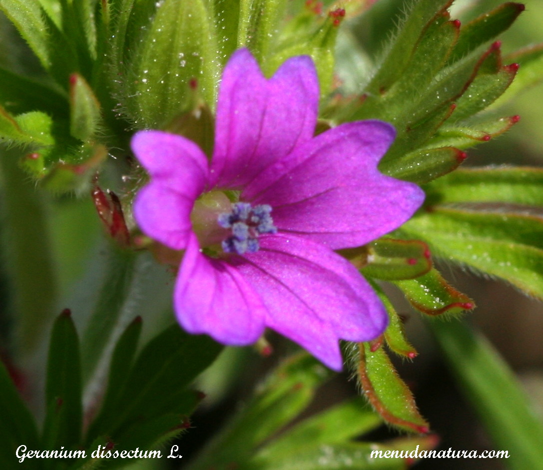 Menuda Natura: Geranium dissectum L.