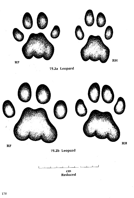 Exotic Animals Register: Guide To The Main Four UK New UK Predator Species