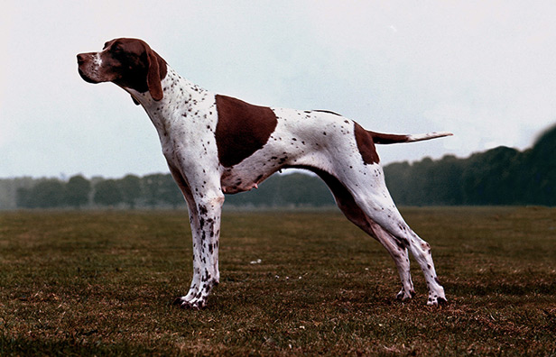 Cascading Over The Falls: It's a Dog's Life
