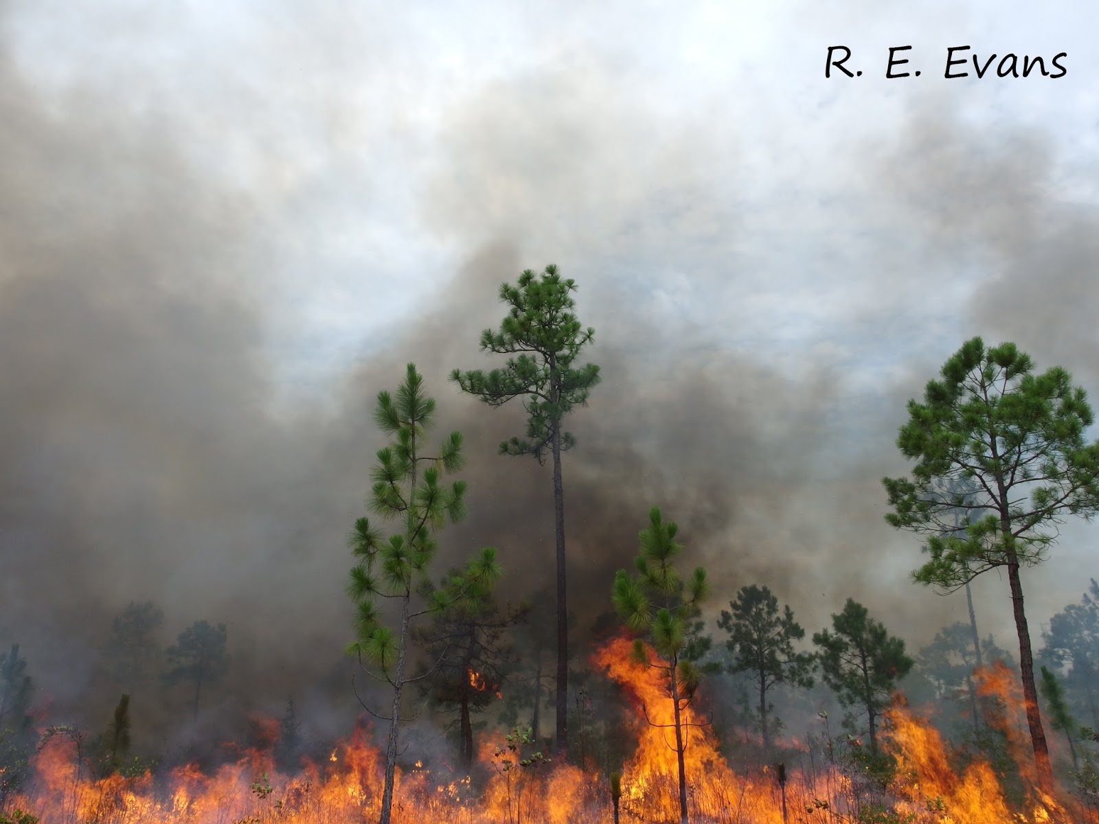 NC Plant Conservation & Beyond: Longleaf pine restoration - bring on ...