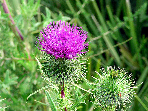 Coronel Von Rohaut: La flor del cardo ("Thistle flower")