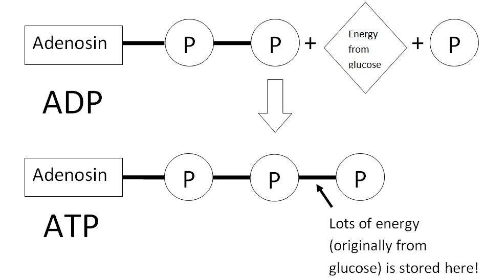 Respirasi Aerob - Glikolisis ~ Ikat Ilmu Dengan Tulisan