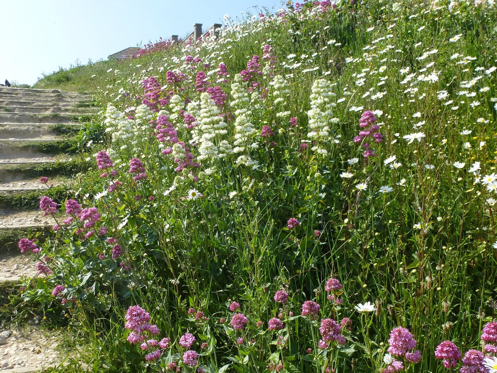 Coastal wild flowers