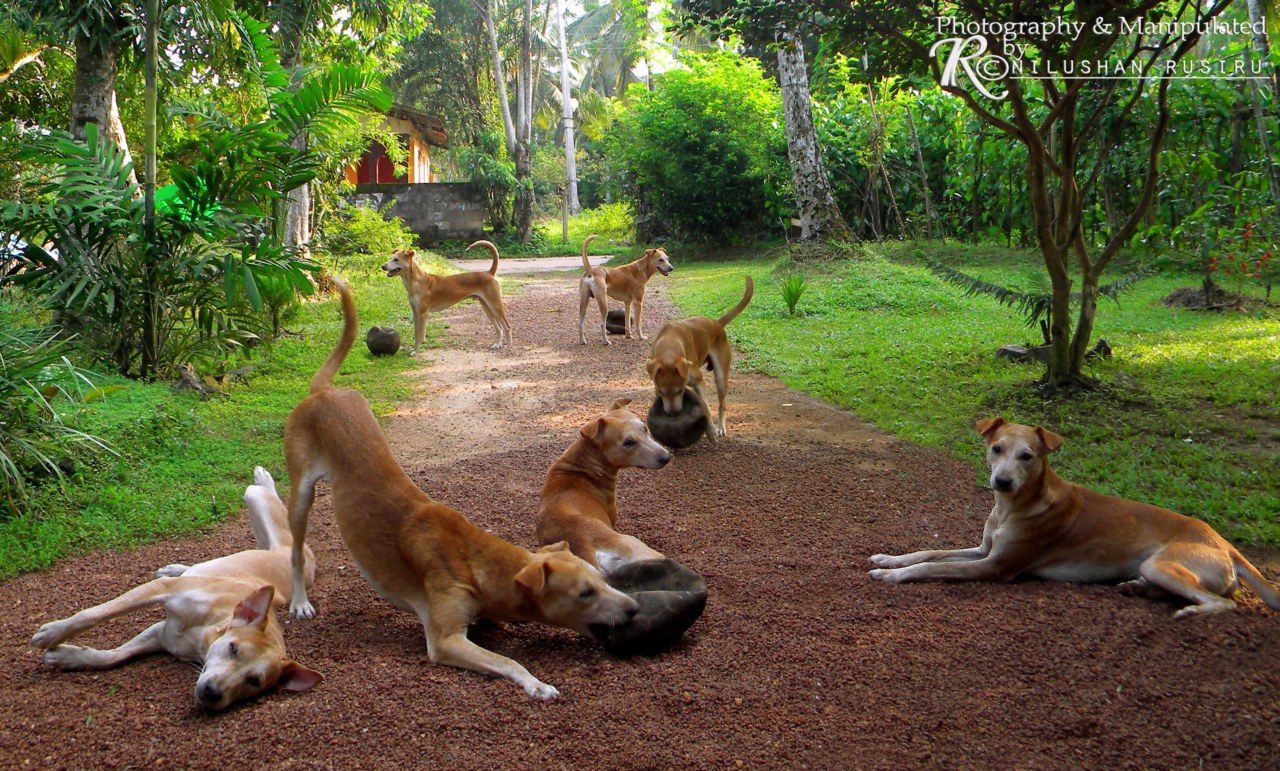 චූටී! - [Multiplicity Photography] ~ Digital Talking