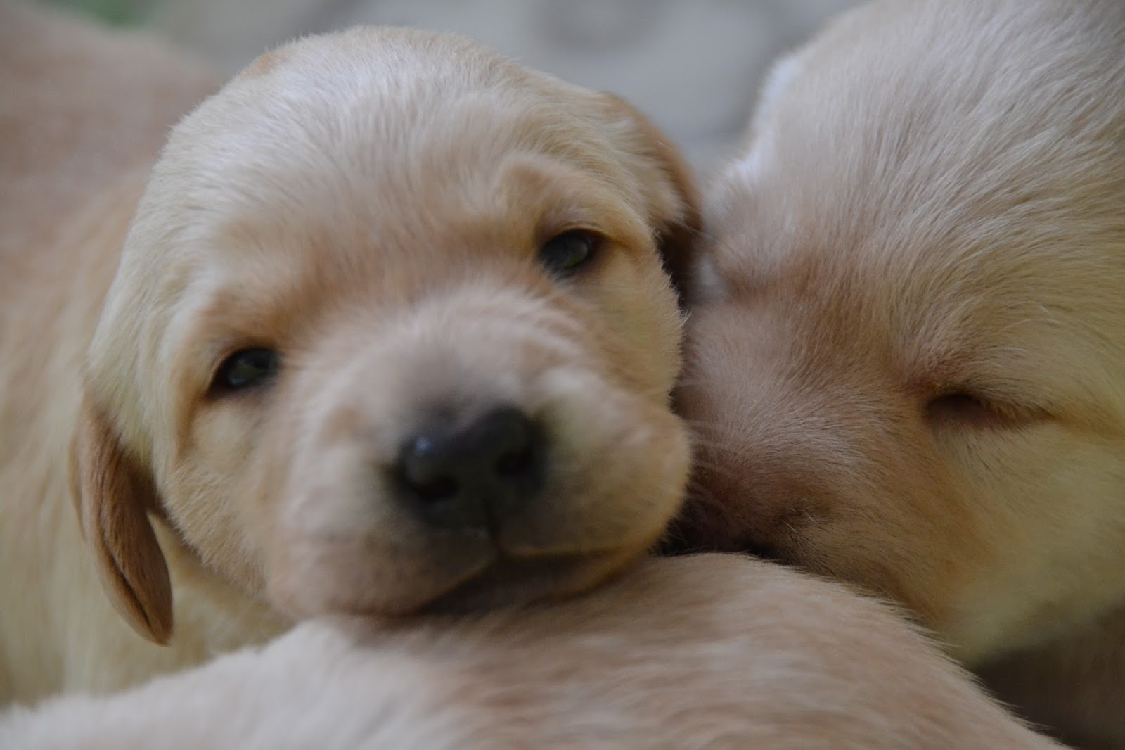 Viljestyrkans Kennel: lite valp bilder