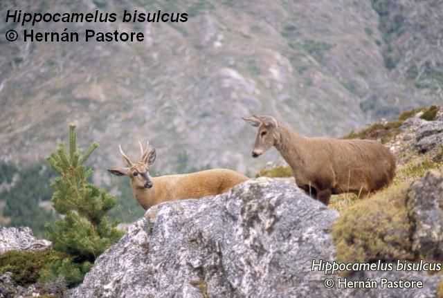 Argentina nativa: Huemul (Hippocamelus bisulcus)