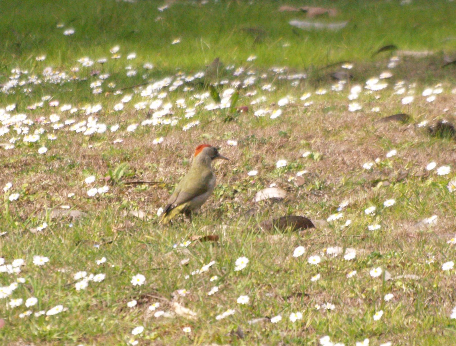 Fotografiando mi Mundo: PITO REAL.Picus viridis linnaeus