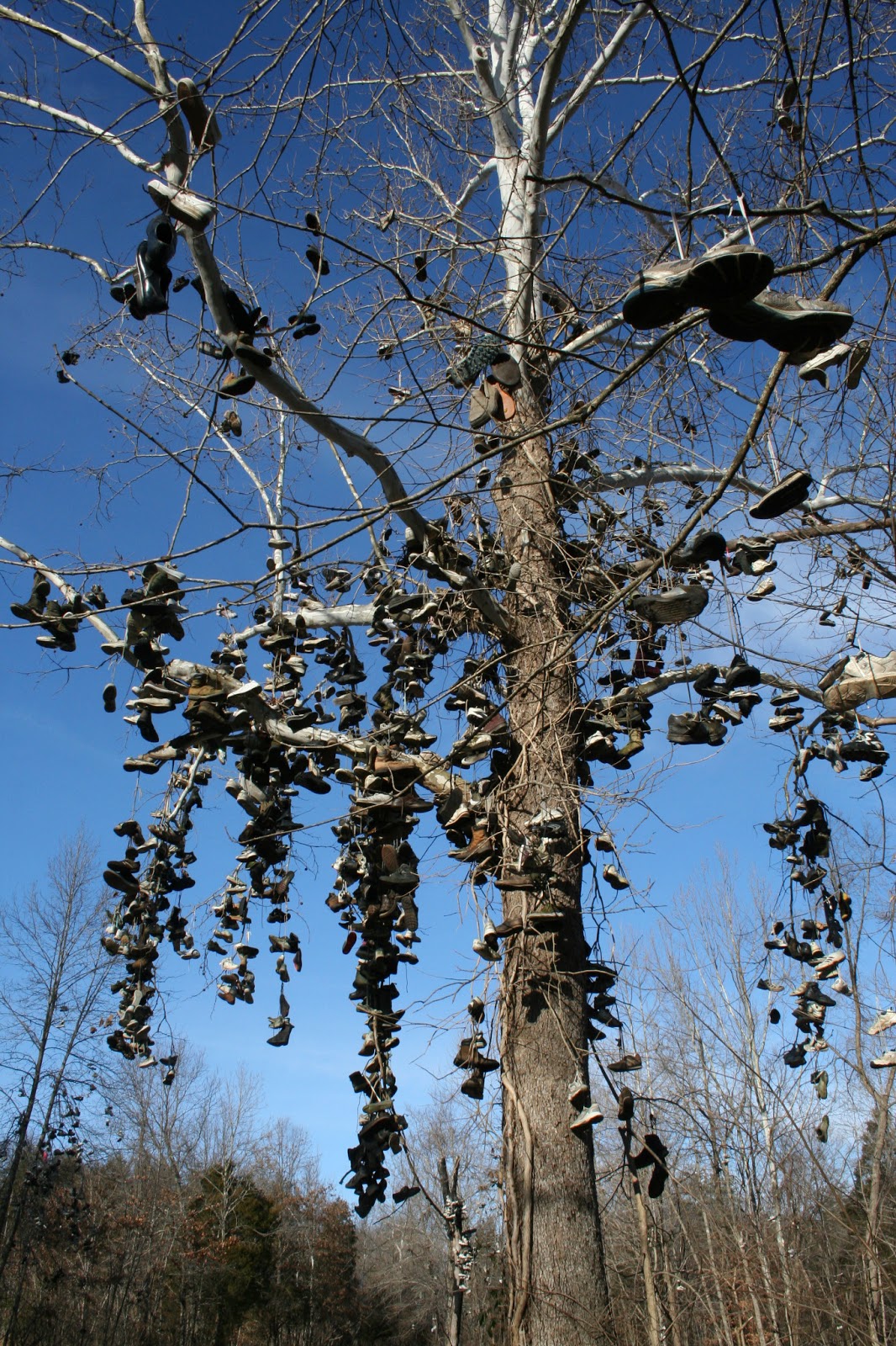 The Carpetbagger: My Quest for a Shoe Tree