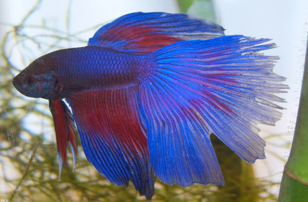 poisson belontiidae aquarium ~ poisson