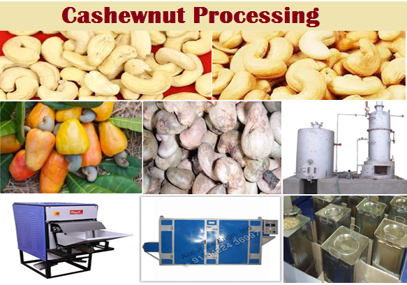 Cashew Nut Processing