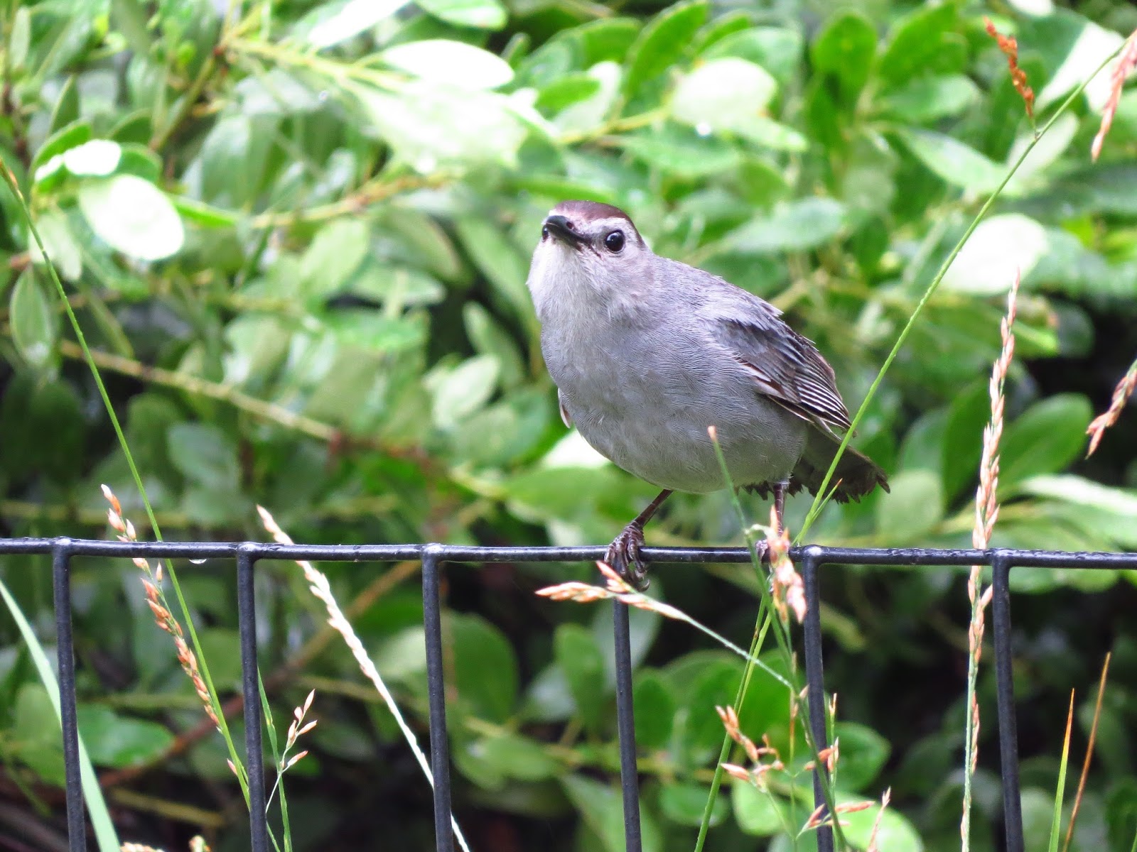 amateurnithologist: Baby Birds in New York City