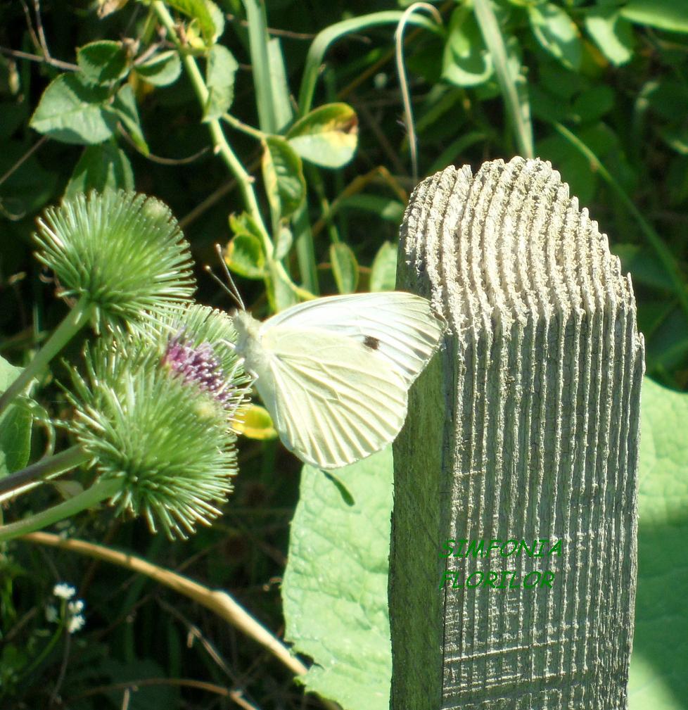 Simfonia florilor: INSPIRATIE PENTRU O BROSA!