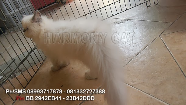 Hamster Dan Kucing Persia Murah Surabaya: KUCING PESEK PIGNOSE PEAKNOSE ...