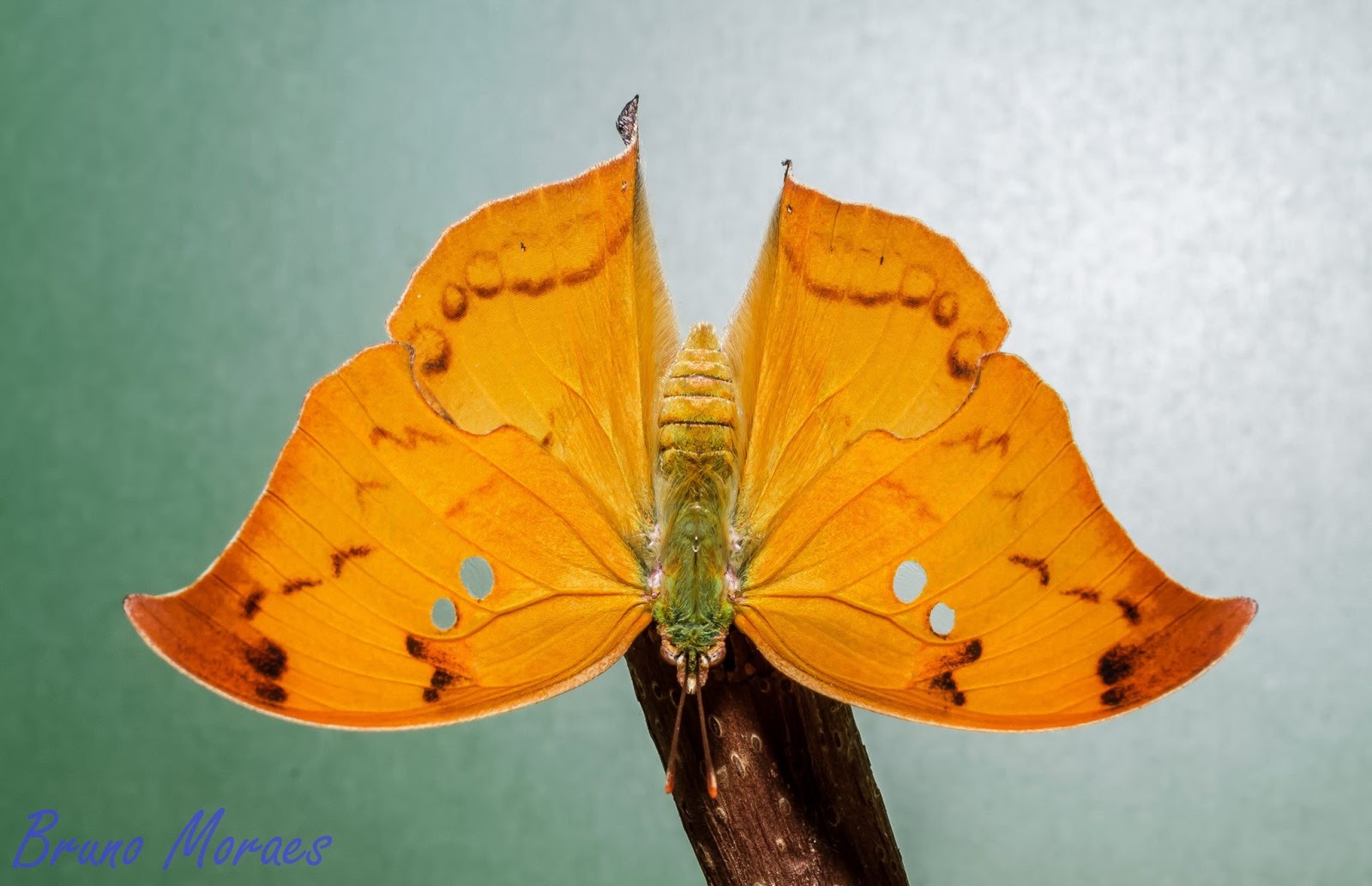 Borboletas e Mariposas: Zaretis ellops (Ménétriés, 1855)