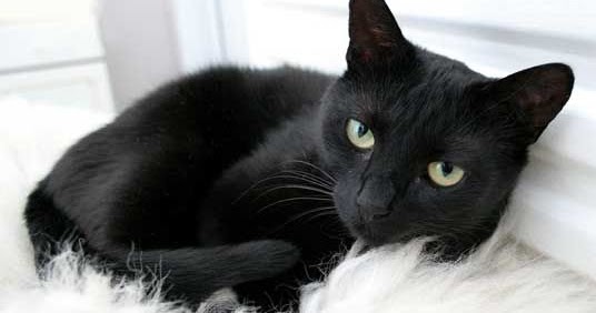 Mitos Kucing Hitam | All About Cats