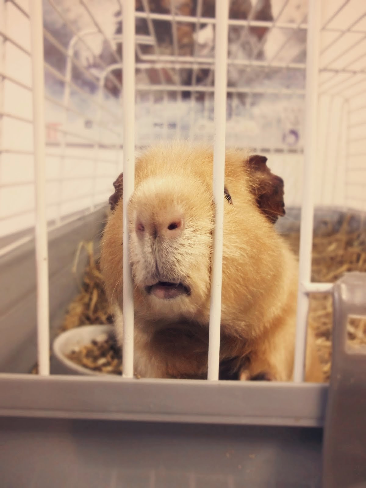 Gracie's Opdræt: Om marsvin