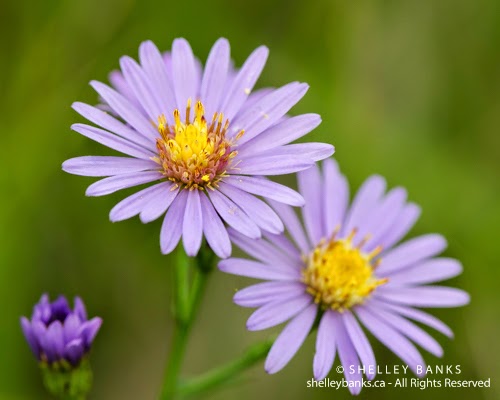 Prairie Wildflowers: Wild Purple Flowers: Smooth Asters
