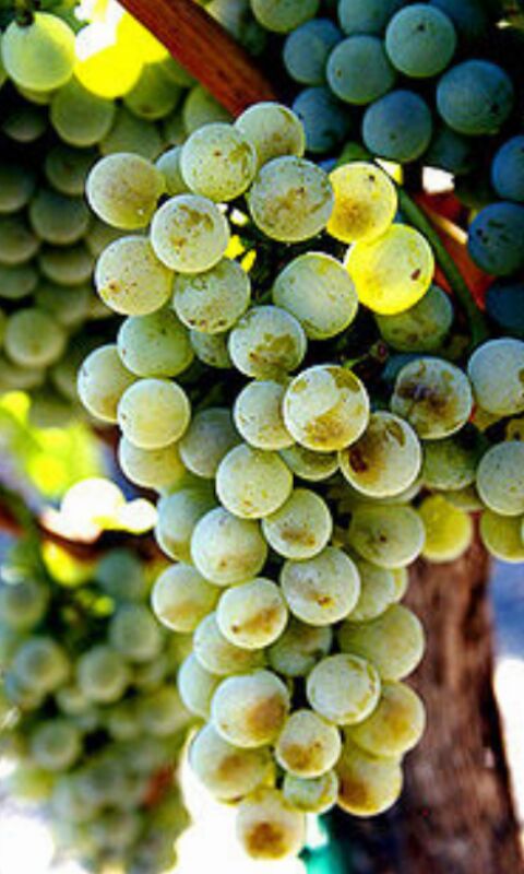 Beber,Comer e Amar...: Sémillon