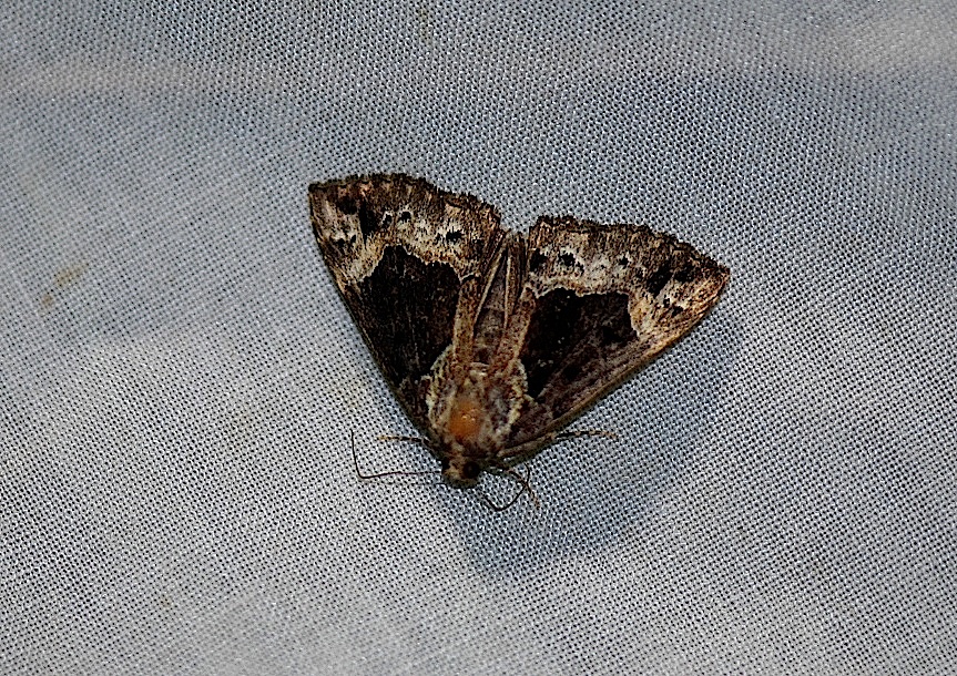 Field Biology in Southeastern Ohio: Noctuid Moths & Tiger Moths