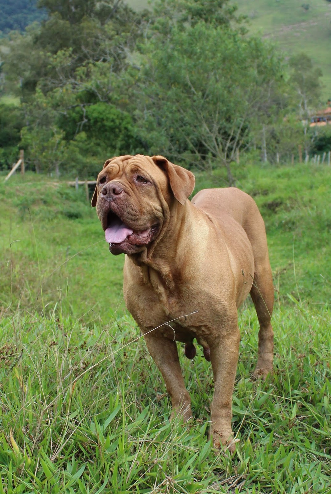 Canil Molosso do Jacarandá - Dogue de Bordeaux: Molosso do Jacarandá Connie
