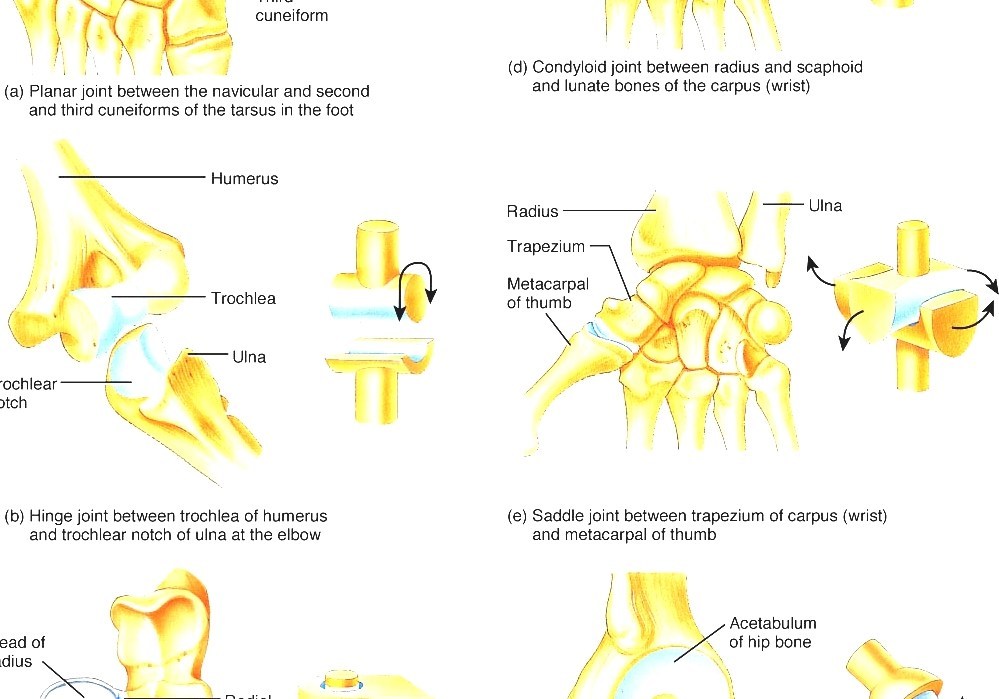 List Of Movements Of The Human Body - List Of Joints In The Human Body