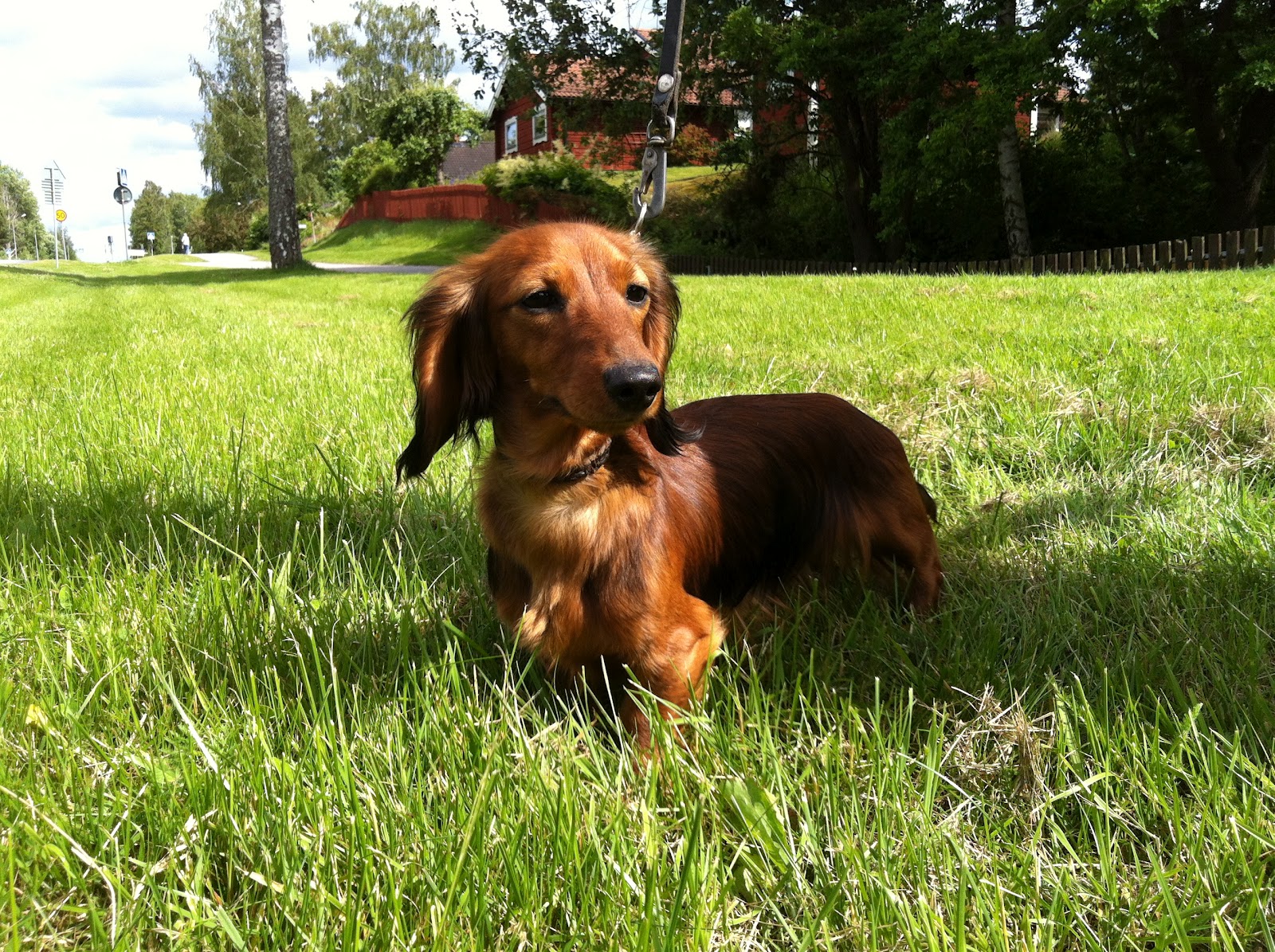 Hästbonden: Taxar till salu