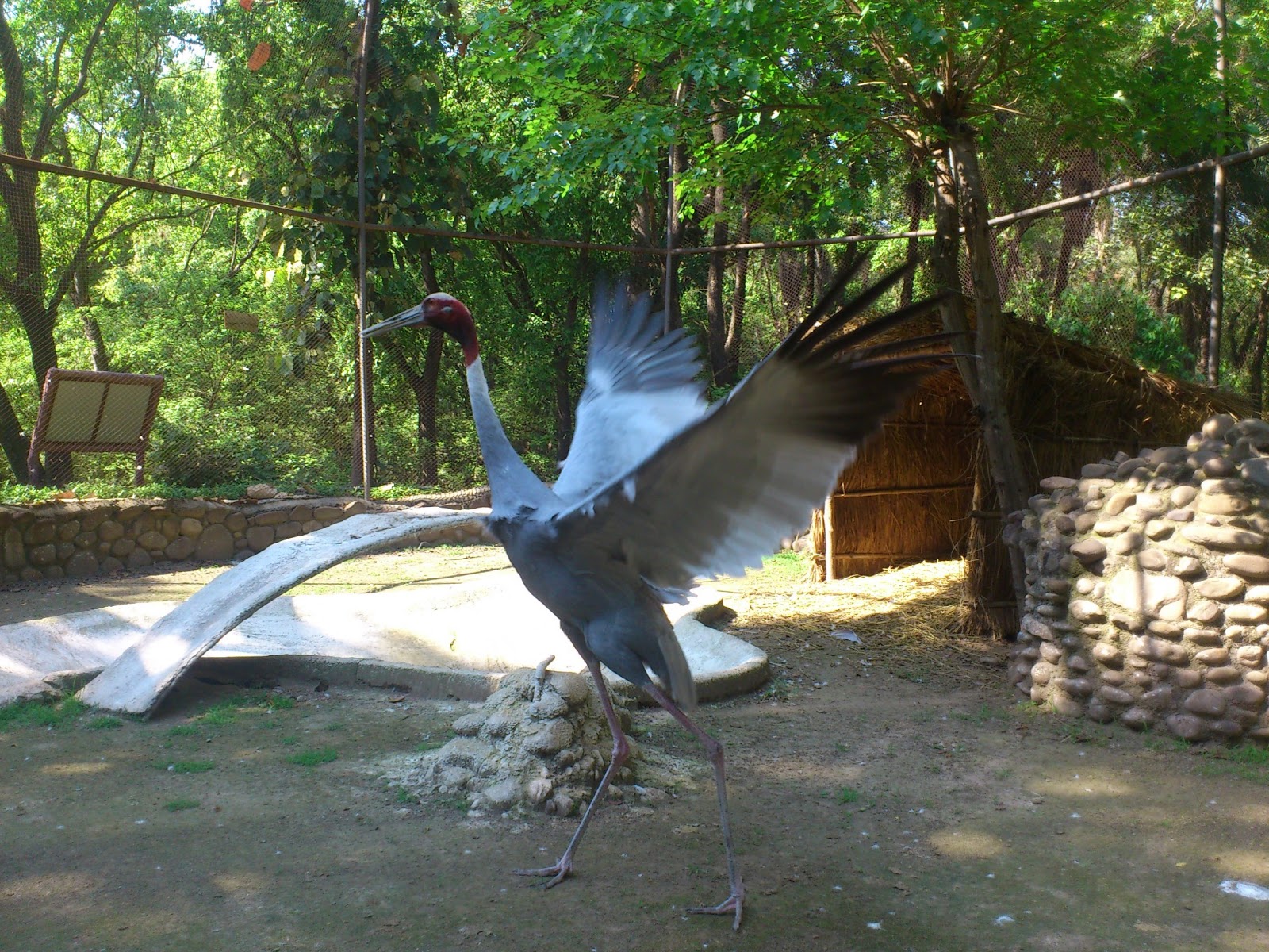 Chhatbir Zoo: Visit to Mahendra Chaudhary Zoological Park Chhatbir