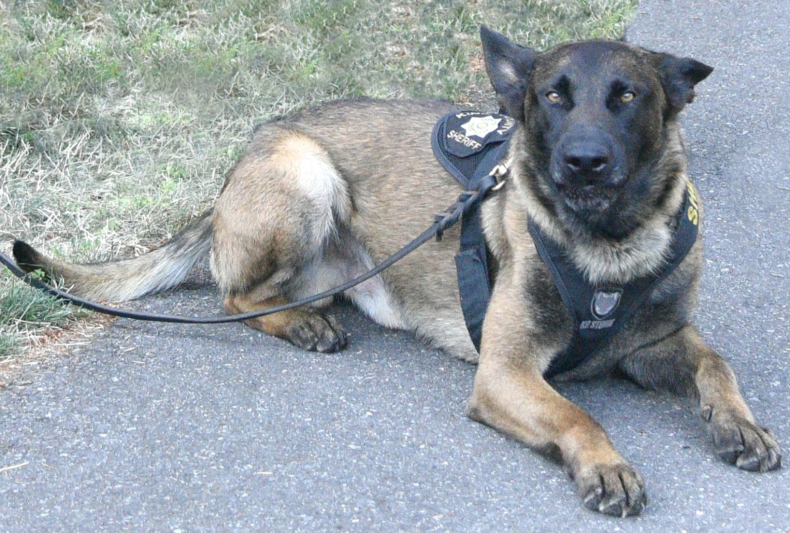 Shoreline Area News: Shoreline's first K9 unit is on duty
