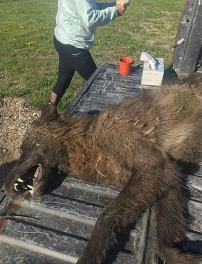 White Wolf : Strange Wolf like creature discovered, shot by Montana farmer