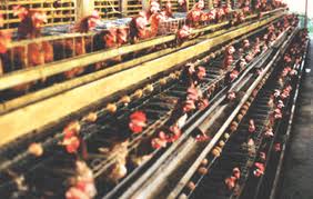 Cara Ternak Ayam Petelur | peternakan ayam