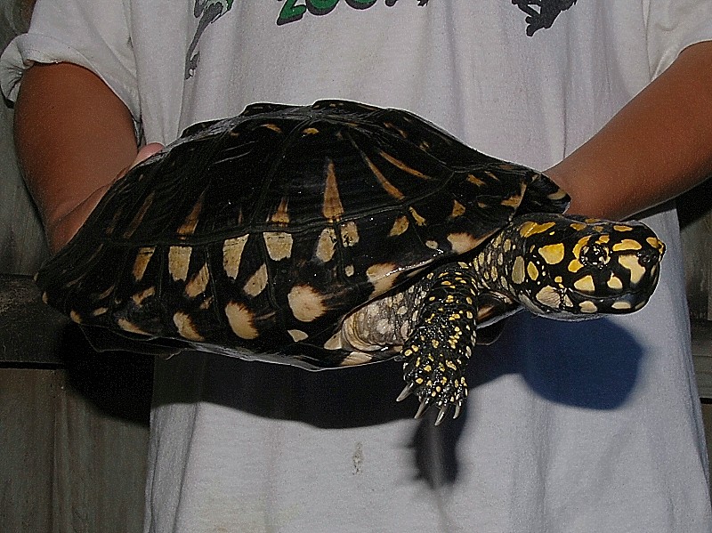 Reptile Research and Conservation Trust Of India: TURTLES OF INDIA