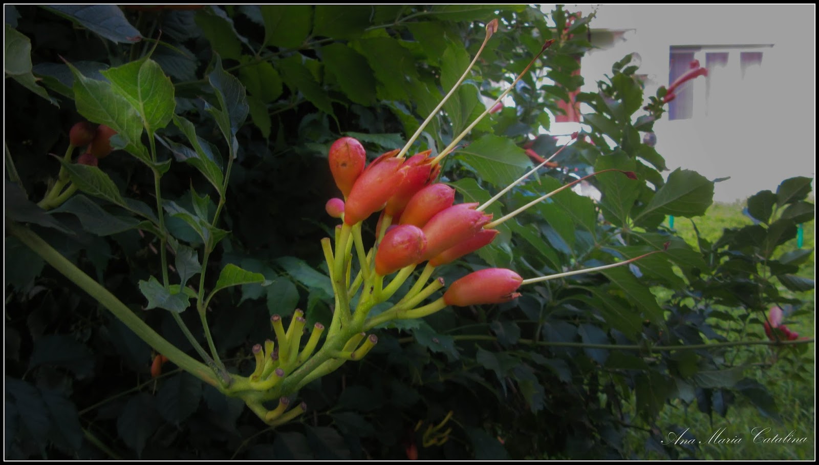 Lumea văzută din Turda: Trâmbiță, Luleaua Turcului (Campsis radicans)