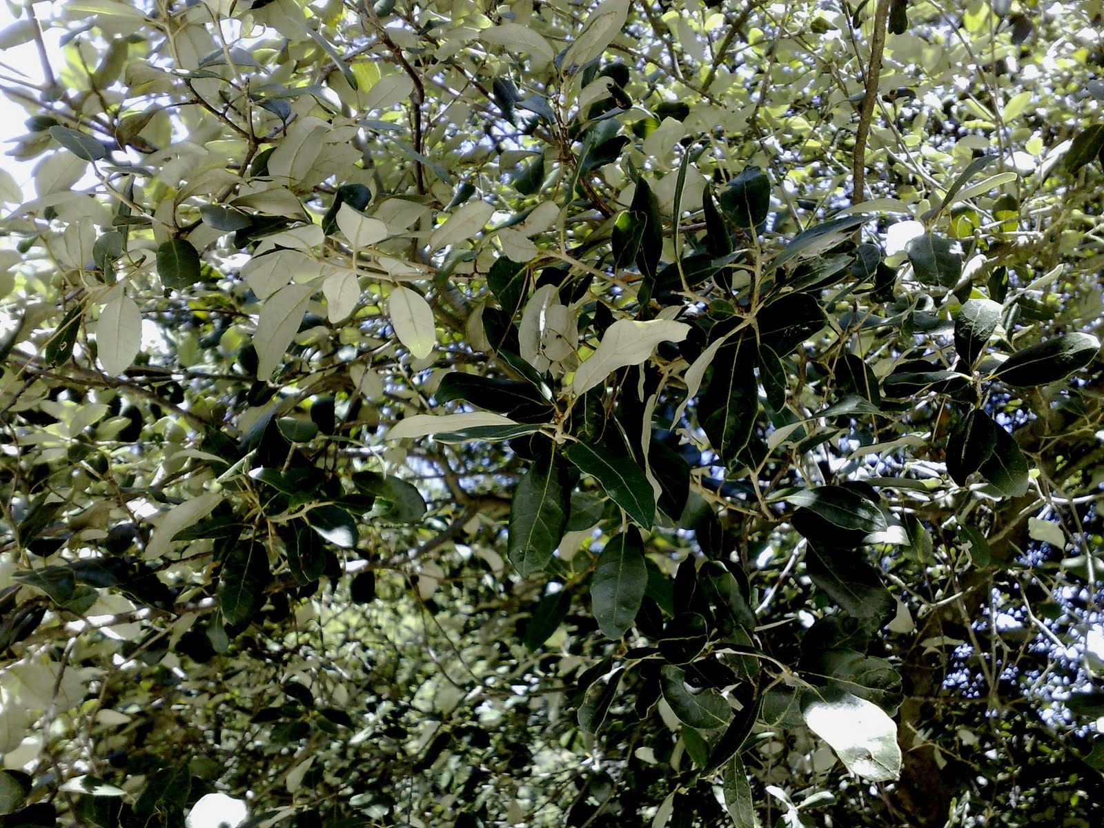 Árboles con alma: Encina. Alzina. (Querqus ilex, subespecie ilex)