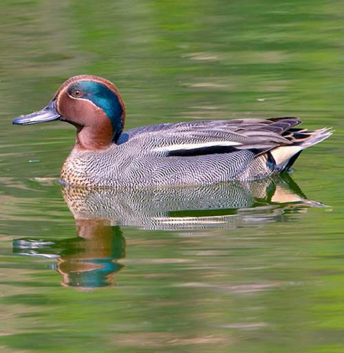 Eurasian teal images | Birds of India | Bird World