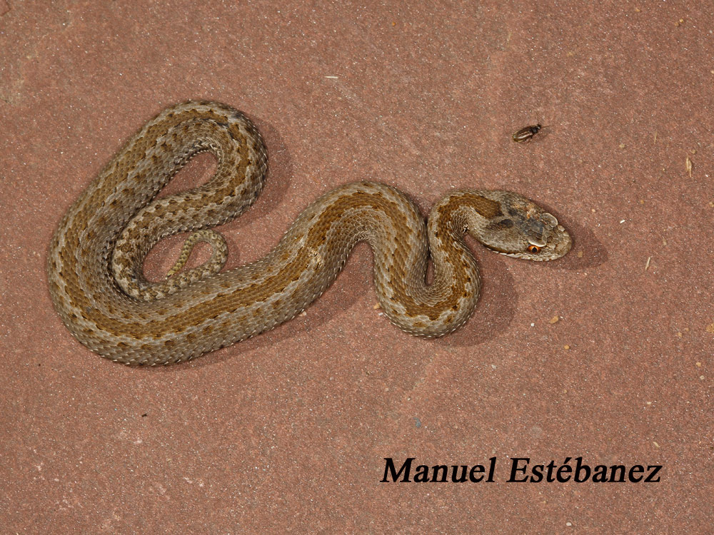 Miradas Cantábricas: Víbora de Seoane (Vipera seoanei)