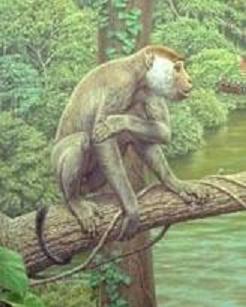 Escenarios prehistóricos: Aegyptopithecus