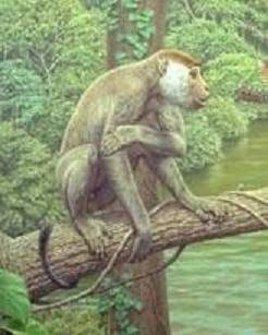 Escenarios prehistóricos: Aegyptopithecus