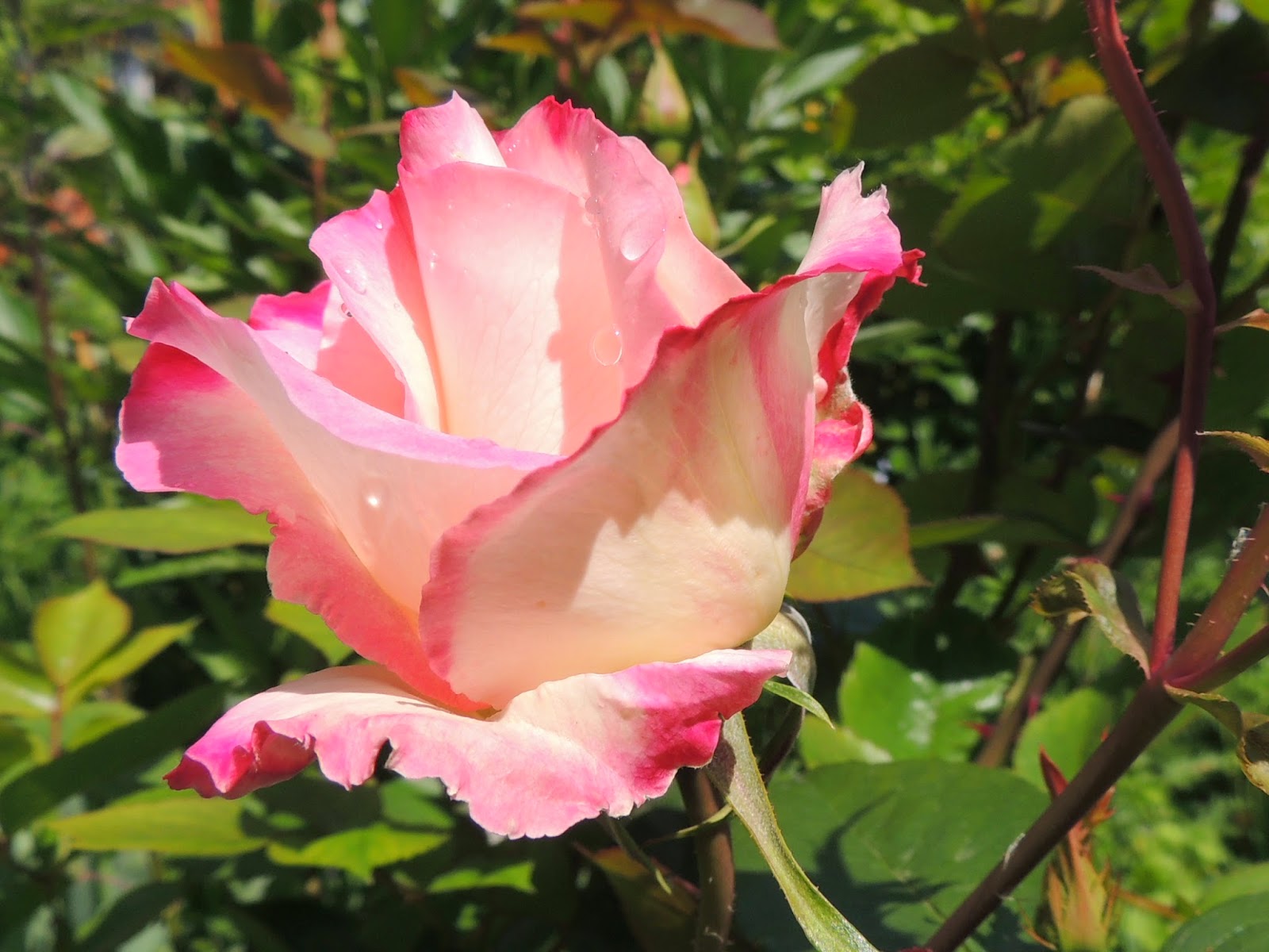 IL ETAIT UN PETIT JARD'AIN ...: ALLEZ VIENS...