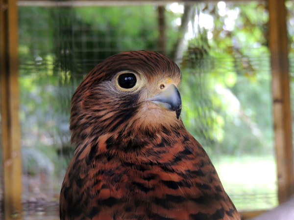 Jenis Burung Alap-Alap di Indonesia - Blogger Variant