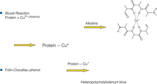 PROTEİN: LOWRY METHOD