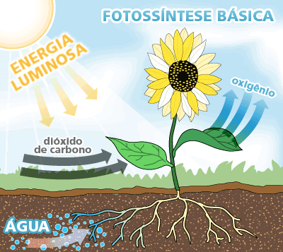 semprebiologia: Fotossíntese : A importância para as plantas e para ...