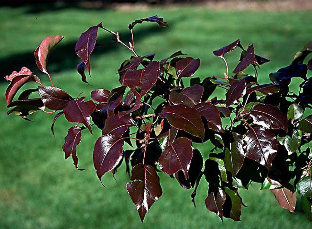 Beechwood Landscape Architecture and Construction: Autumn Blaze Callery ...