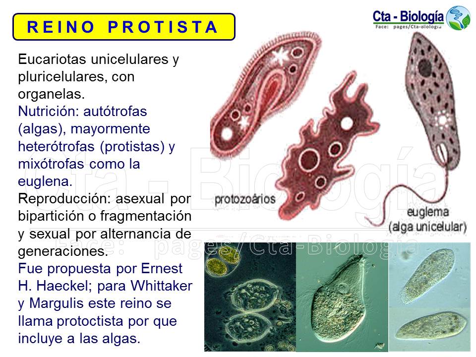 Reino Protista