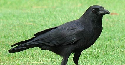 Og's Blog: Crows live in the moment, the Zen of Crows