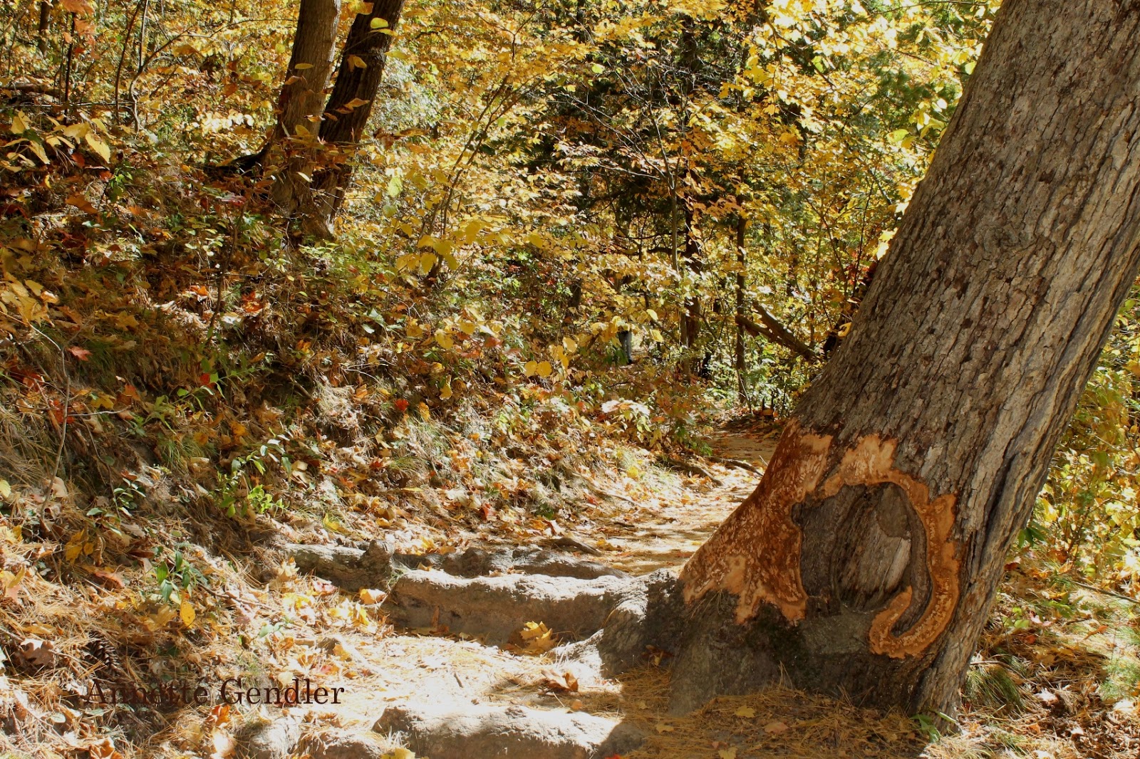 Photo Essay: Starved Rock in Fall - Annette Gendler