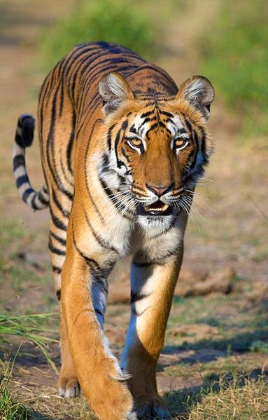 Types Of Tigers In The World Facts And Pictures ~ Explore Amazing World