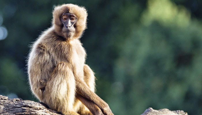 Deforestation help the spread of monkey malaria | My Pest News