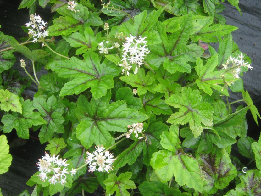 Future Plants by Randy Stewart: Tiarella & Heucherella