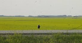 MARFRED ART HEAVENS GATE DAVID THOMPSON